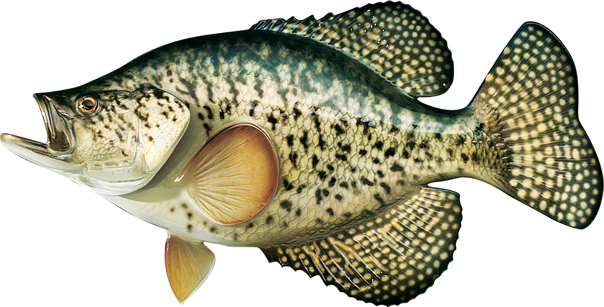 Cabela's Freshwater Fish Mount Replica Crappie | Cabela's